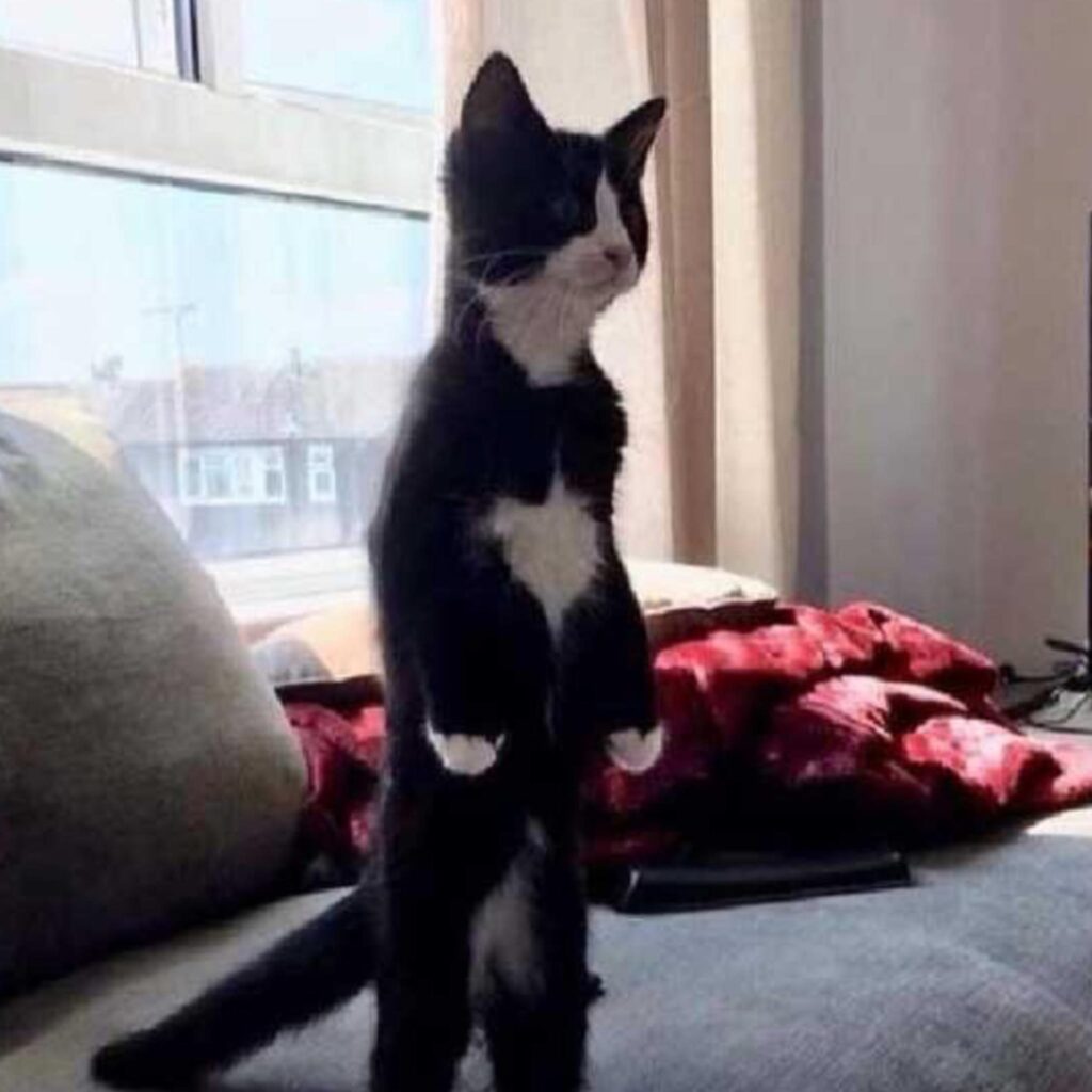 Mr. Spots – Undisputed Heavyweight of Wings & Cheesesteaks